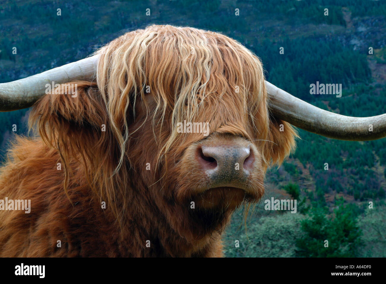Head of Highland cattle steer Scottish Highlands Stock Photo - Alamy