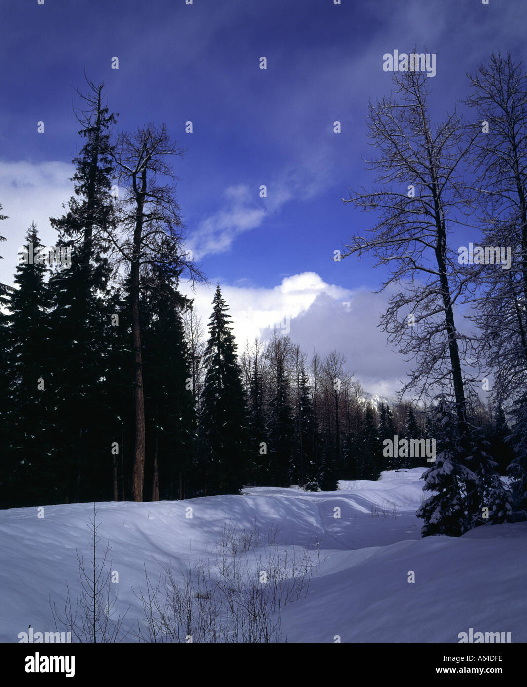 Forest clearing and snow Canada winter Stock Photo - Alamy
