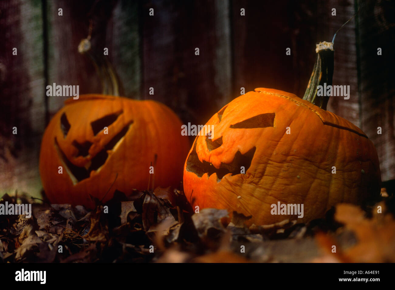 Jack-o-lantern pumpkins carved for Halloween Stock Photo - Alamy