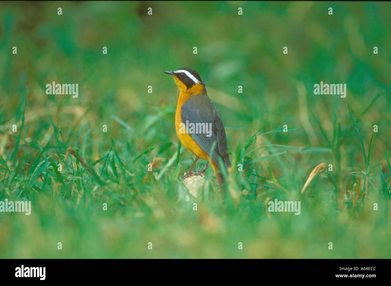 White Browed Robin Chat Stock Photo - Alamy