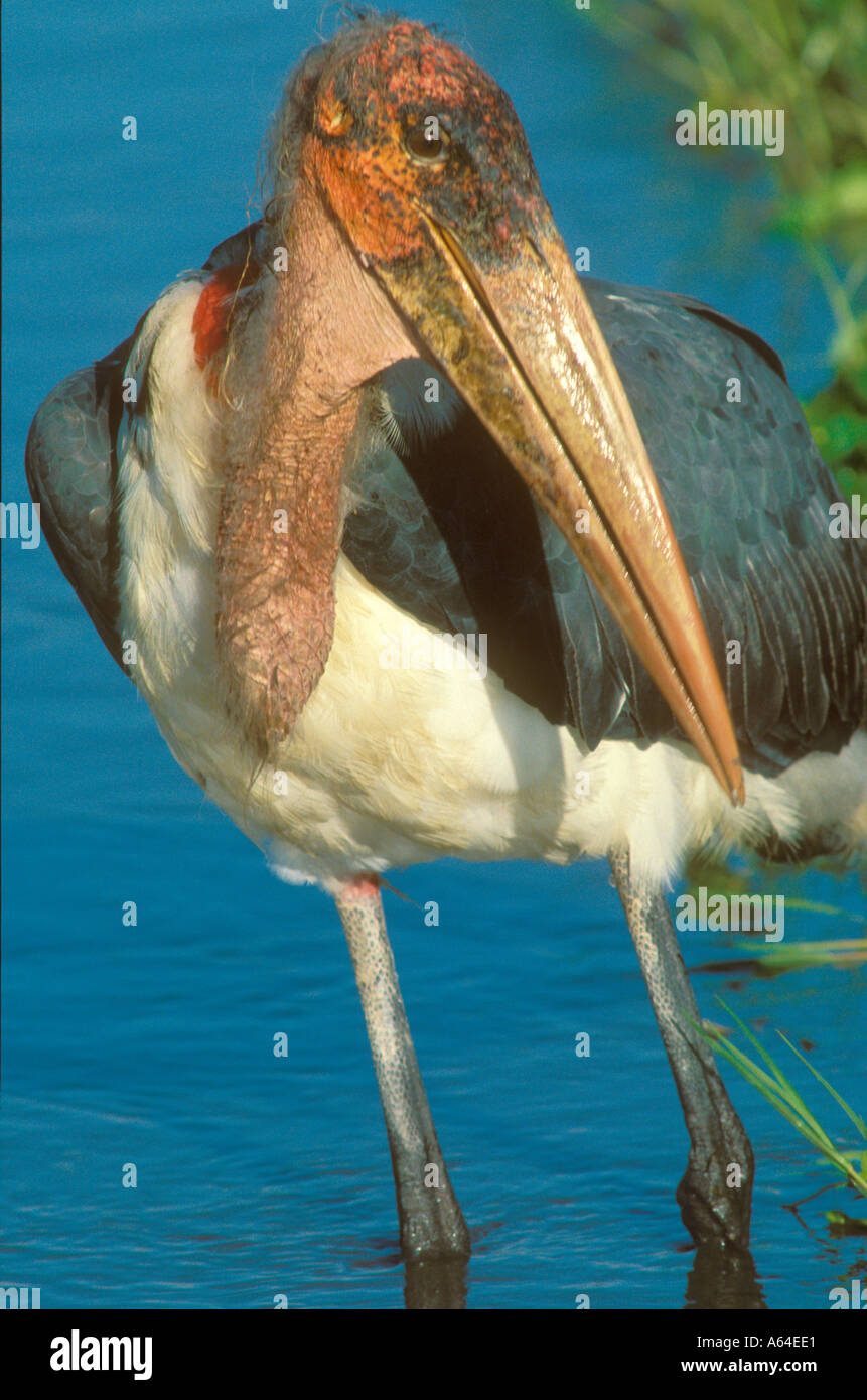 Marabou Stork in close up Stock Photo - Alamy