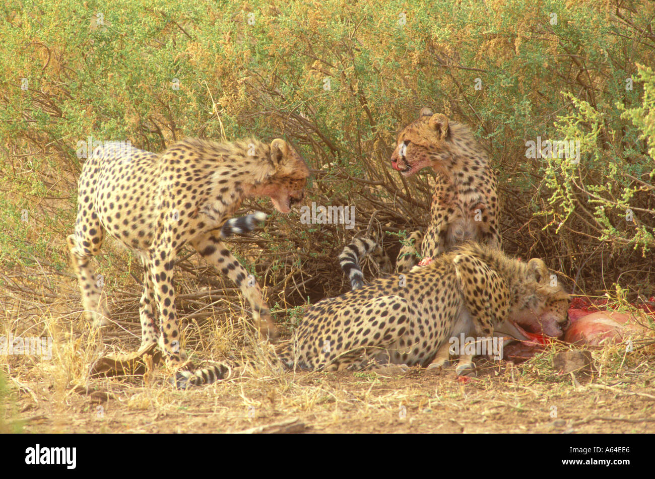 Three Young Cheetahs with a kill Stock Photo - Alamy