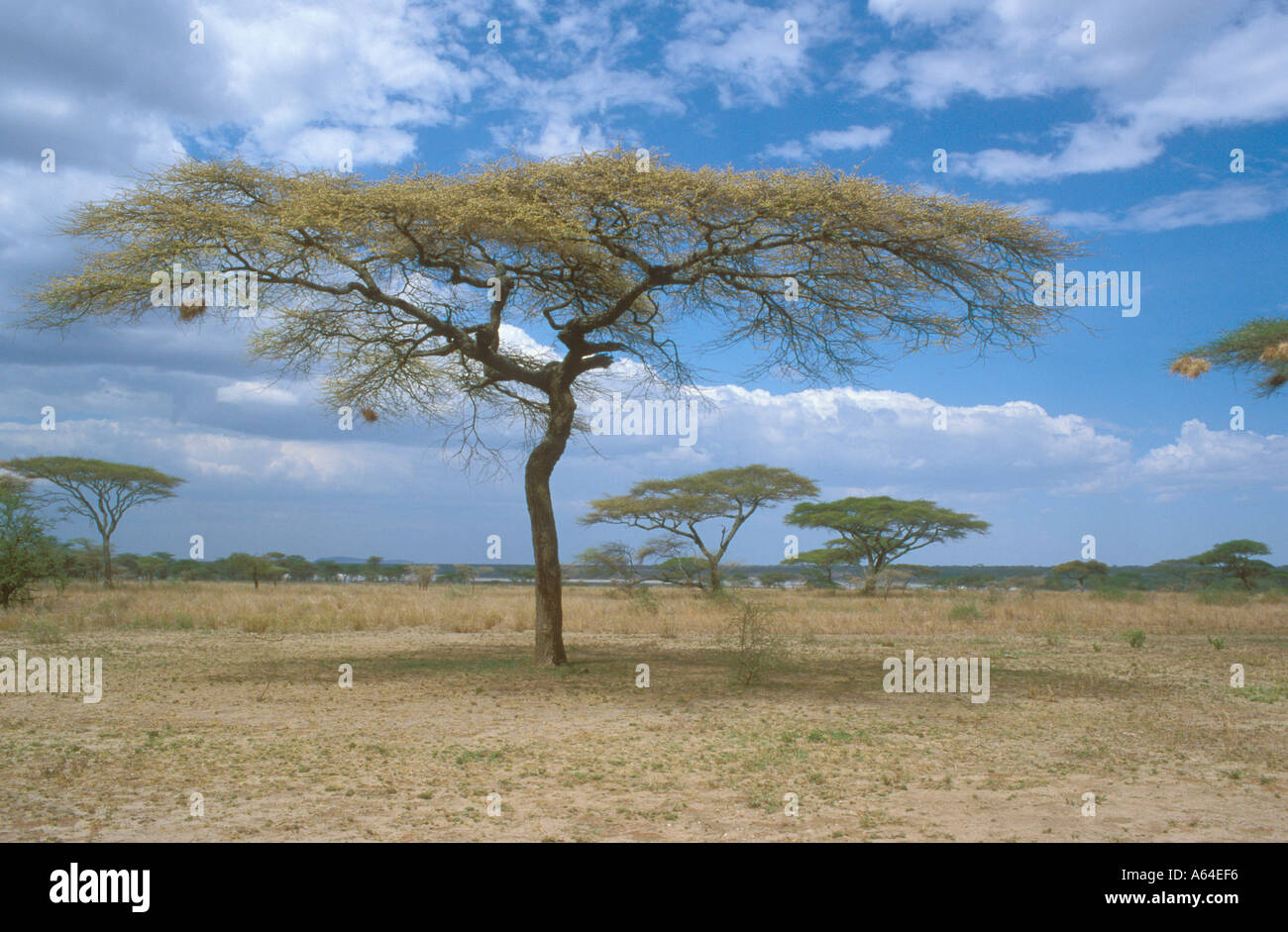 Flat Topped Acacia Tree Stock Photo - Alamy
