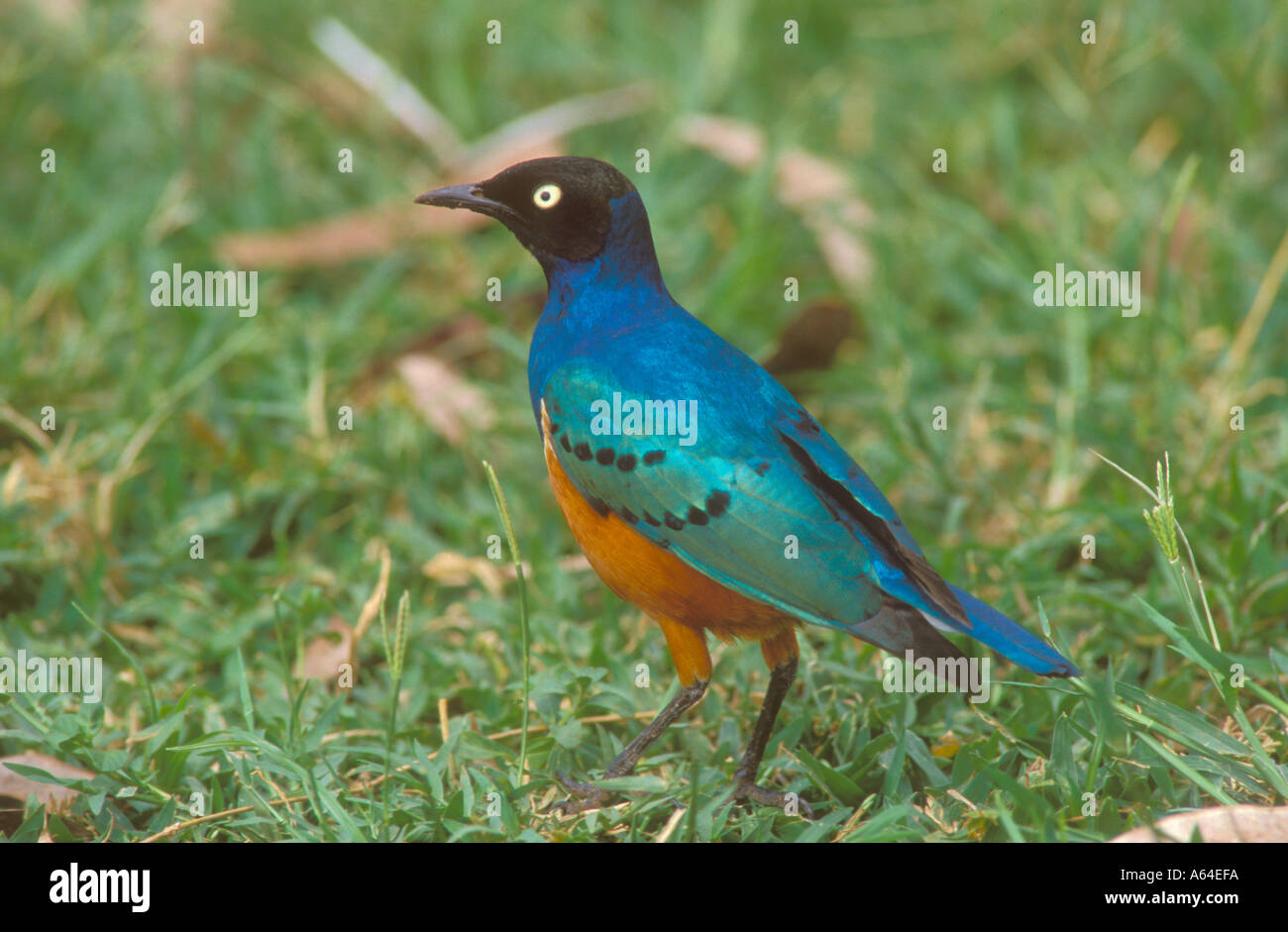 Tame starling hi-res stock photography and images - Alamy
