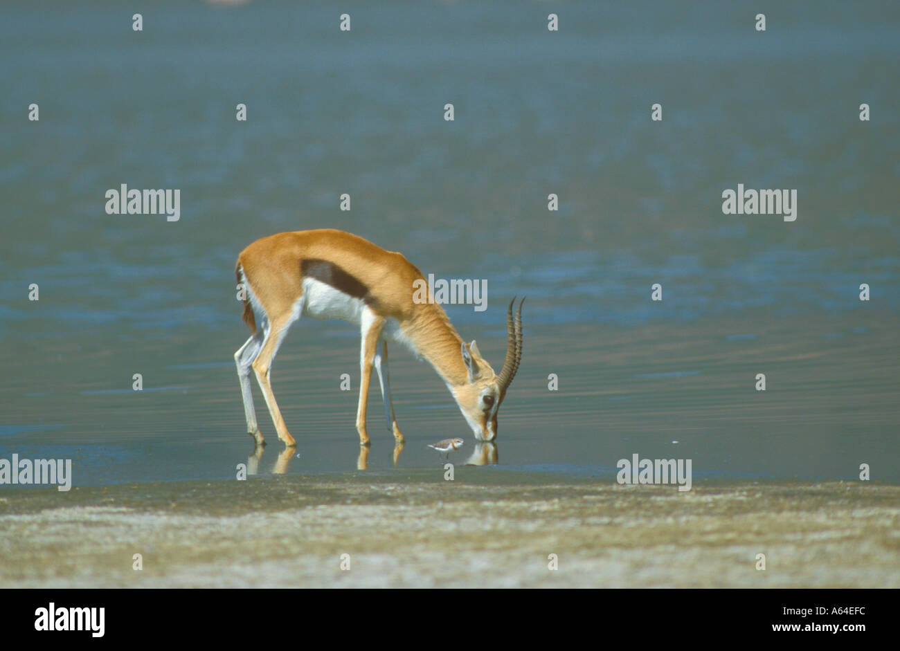 African thomson gazelle hi-res stock photography and images - Alamy