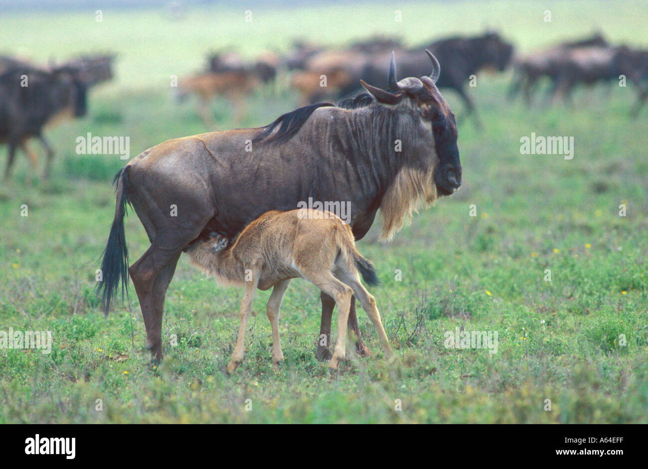 Wildebeest feeding young Stock Photo - Alamy