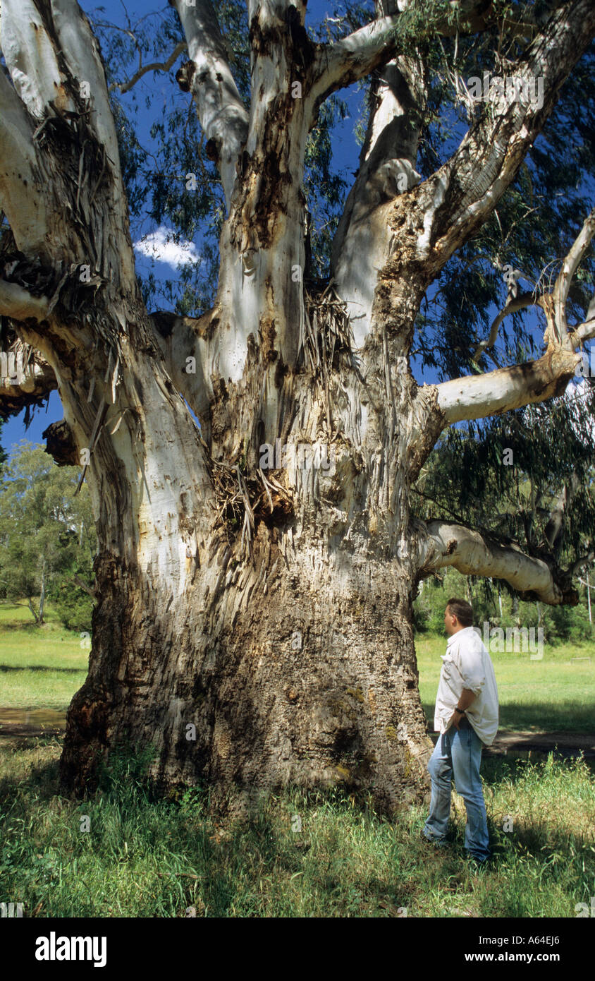 Australian giant hi-res stock photography and images - Alamy