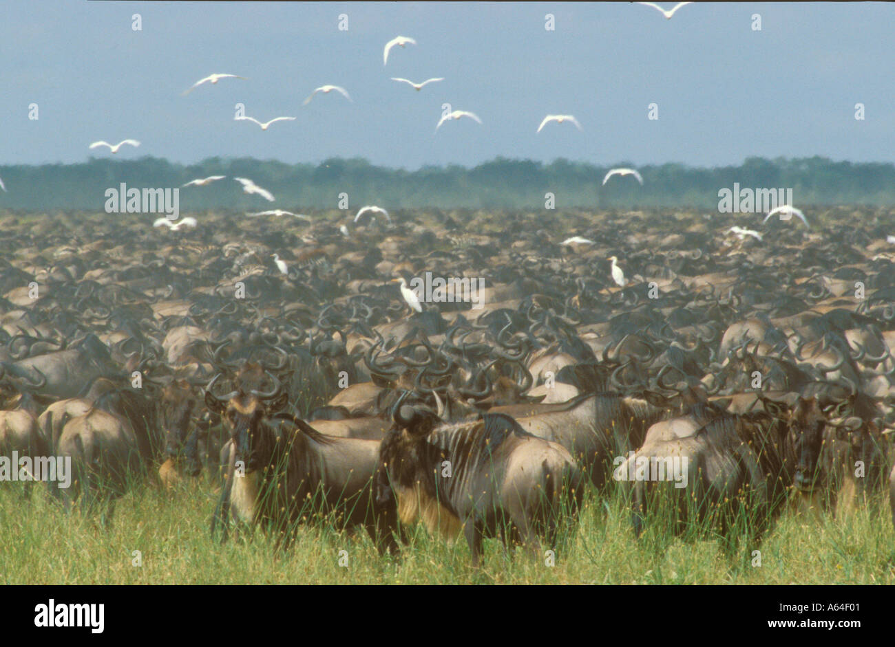 Wildebeest in huge numbers part of the great migration Stock Photo - Alamy