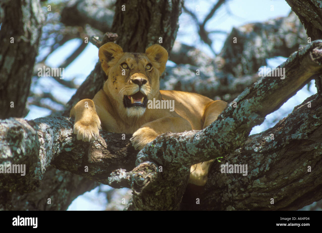 Lion resting up a tree Stock Photo - Alamy
