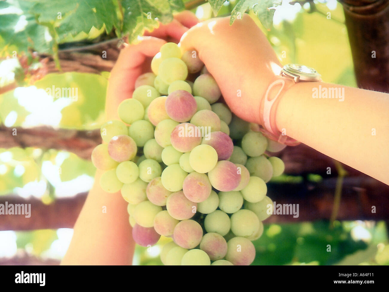 enjoy with a fresh grape on your hand Stock Photo - Alamy