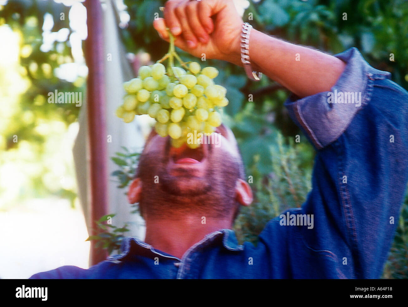 Grape feature hi-res stock photography and images - Alamy
