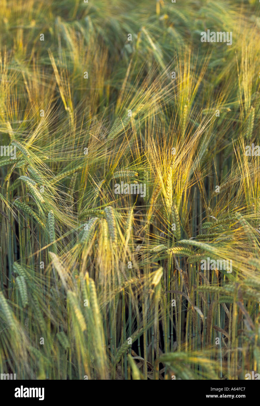 Barley Seed Head Stock Photo - Alamy