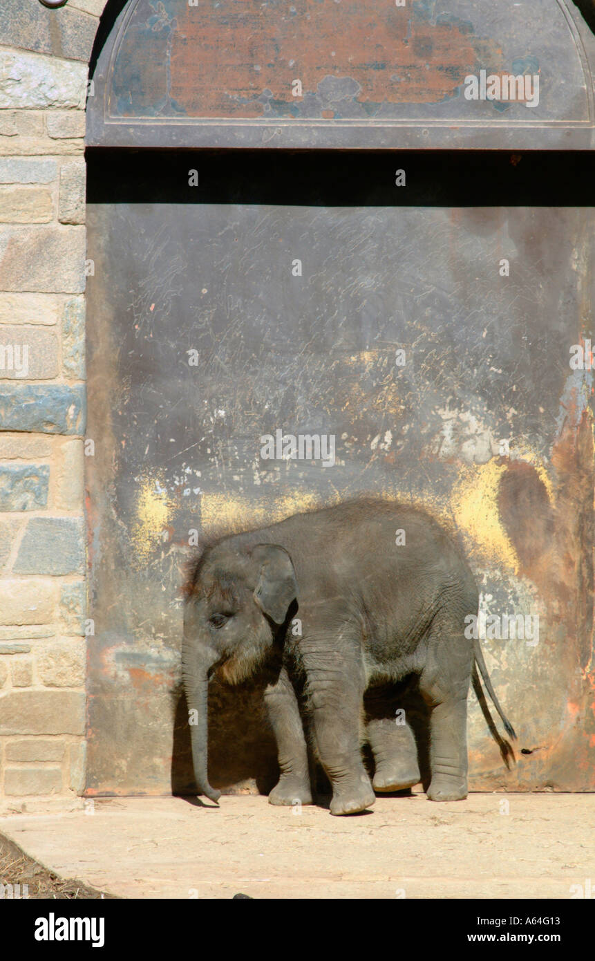 Washington dc zoo elephant hi-res stock photography and images - Alamy