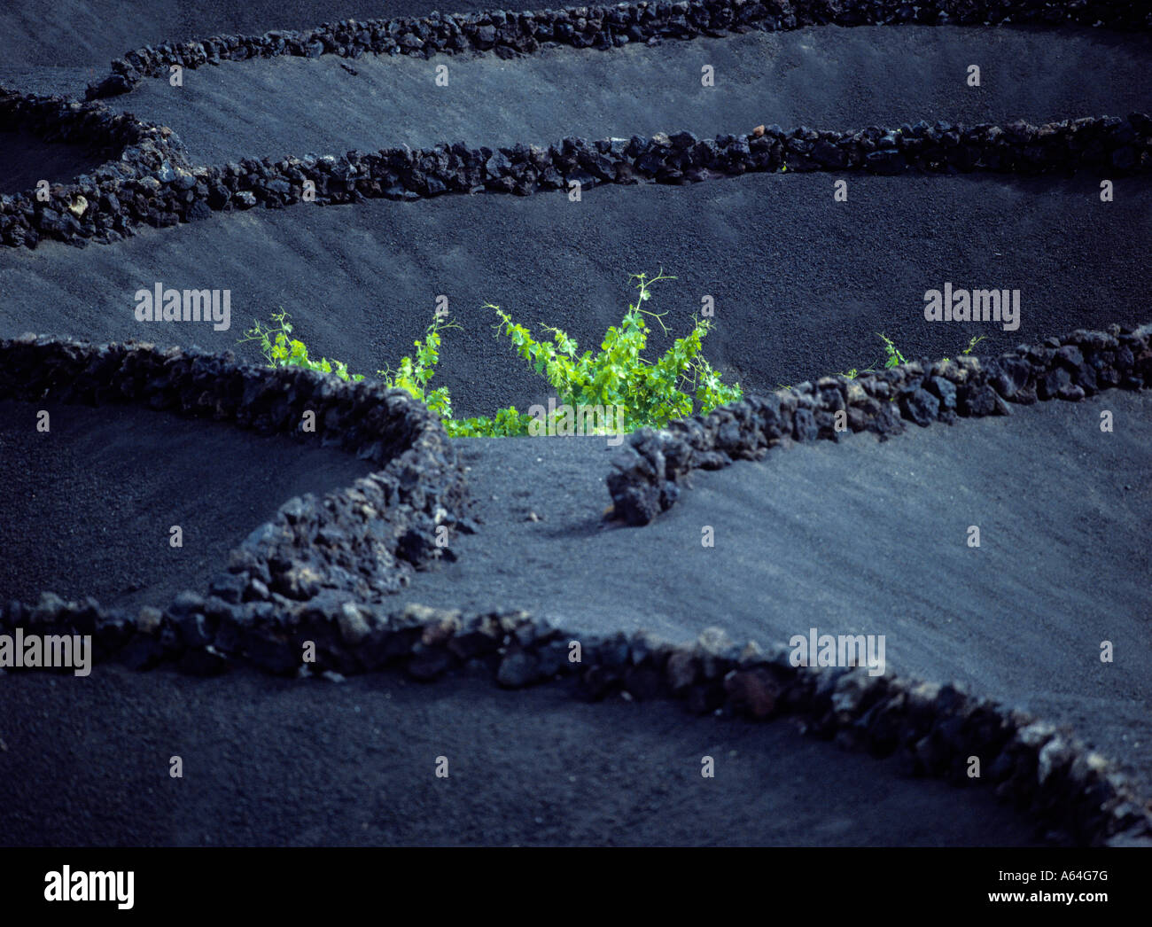 volcanic ash soil and stone wall windbreaks vineyard area of la geria ...