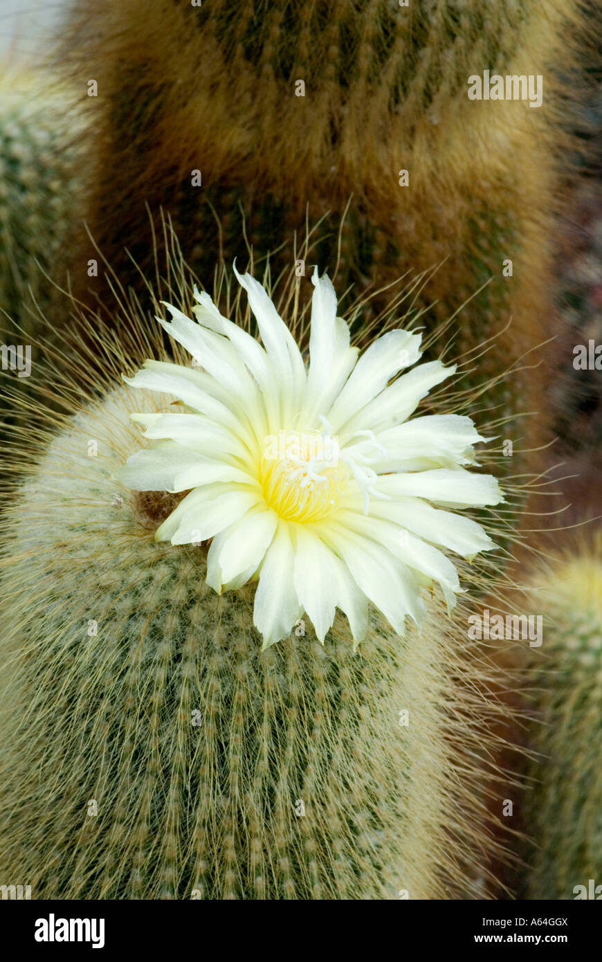 Cactus (Notocactus leninghausii) with flower Stock Photo - Alamy