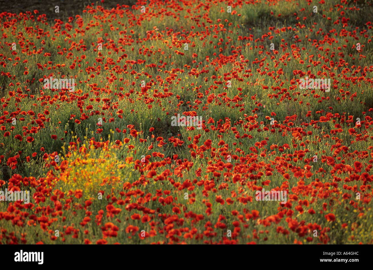Greek poppy field greece hi-res stock photography and images - Alamy