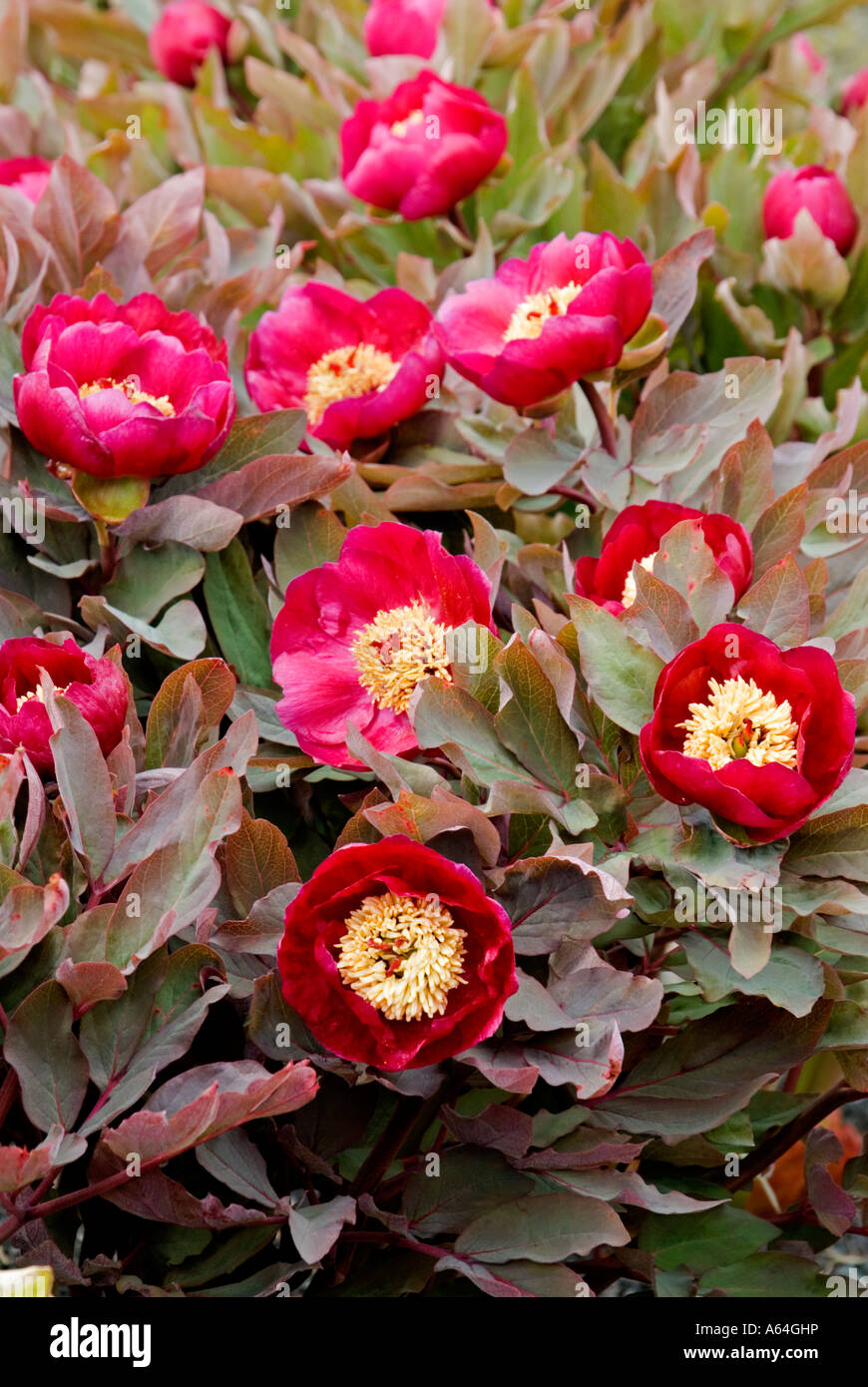 Turkish Paeony (Paeonia turcica Stock Photo - Alamy