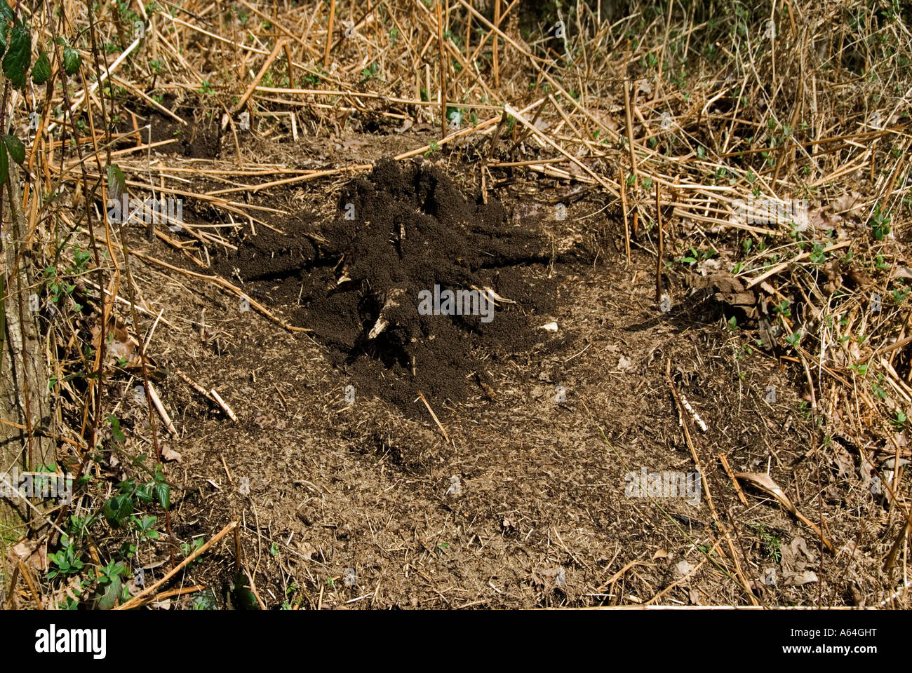 Wood Ant: Formica rufa. New nest in woodland. Spring Stock Photo - Alamy