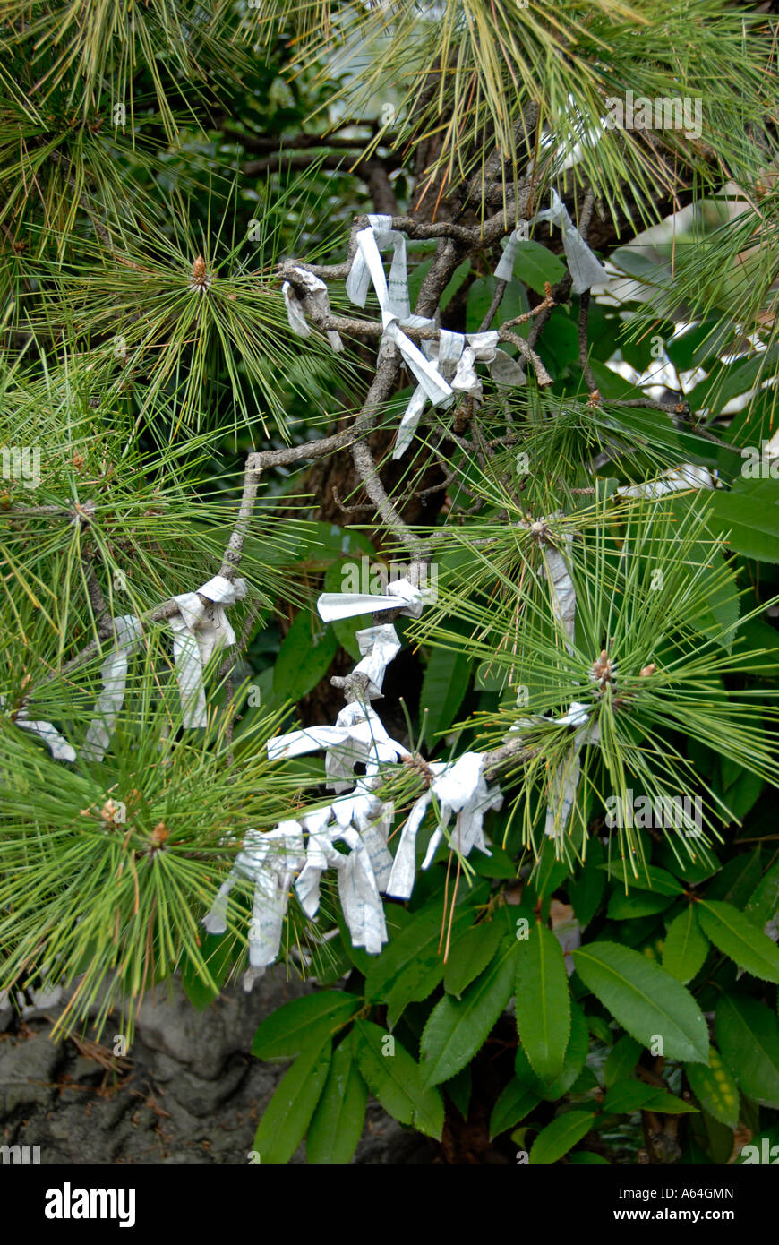 Omikuji paper prayers tied to tree at Shrine. Kyoto, Japan, New Year ...