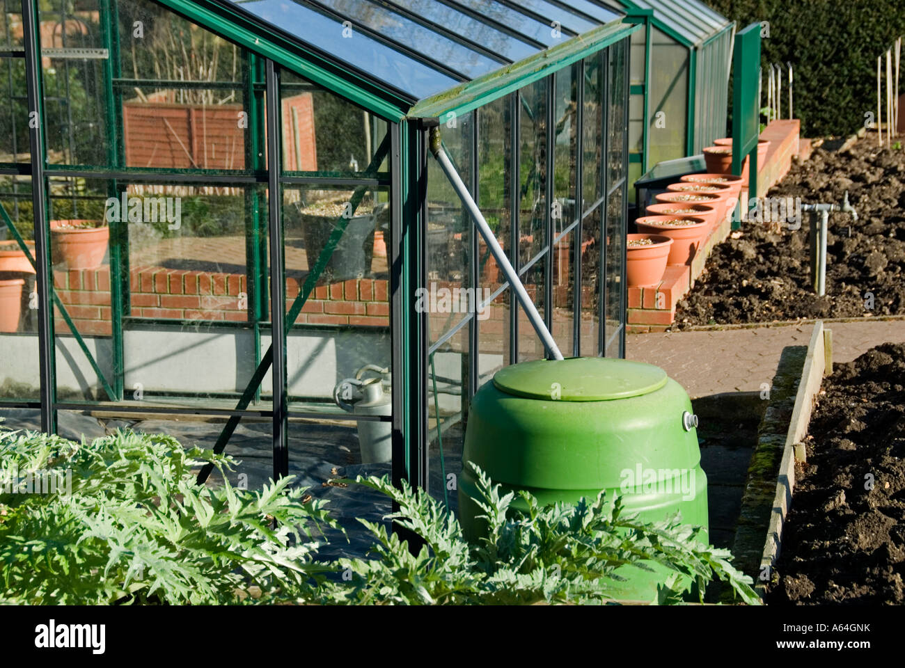 Rainwater butt on side of greenhouse, Surrey, England Stock Photo - Alamy