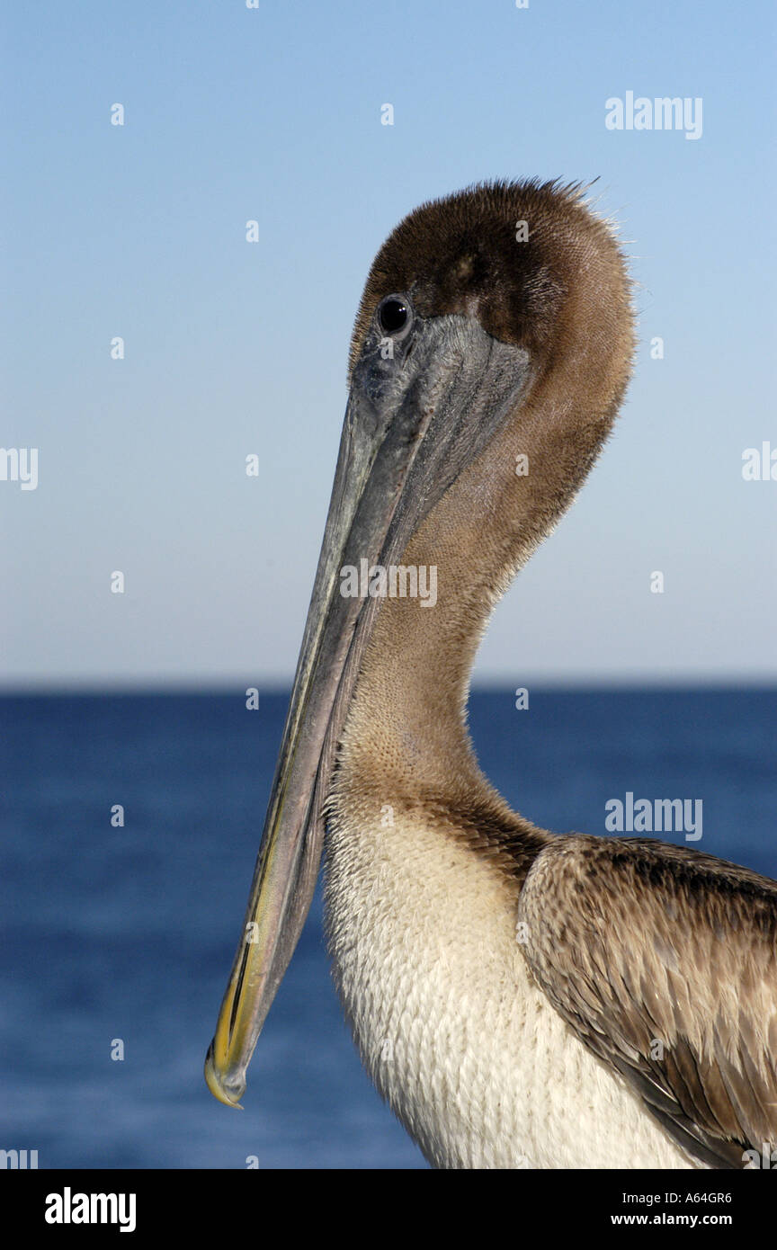 immature young brown pelican brown head Stock Photo - Alamy