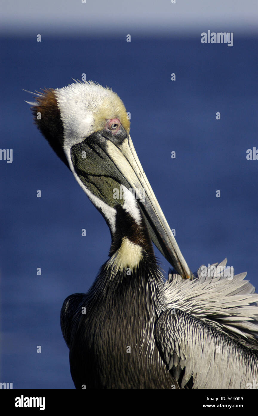 Cedar Key Florida brown pelican Stock Photo - Alamy