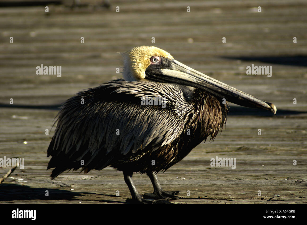 Cedar Key Florida Dock Street brown pelican Stock Photo - Alamy