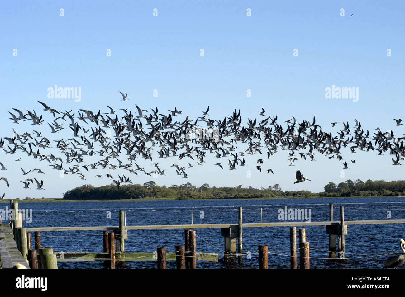 Cedar Key Florida flock birds Stock Photo - Alamy
