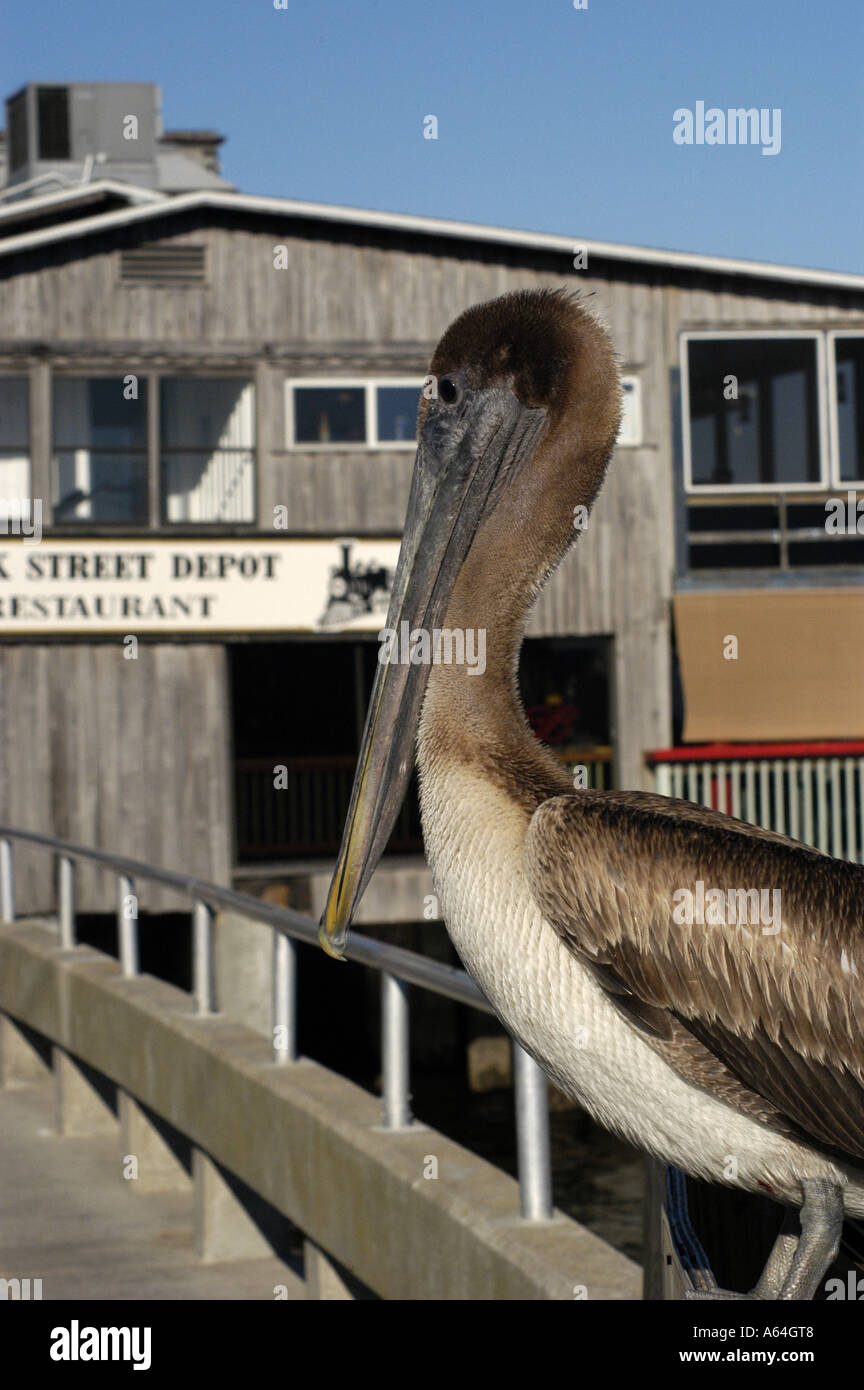 Cedar Key Florida Dock Street brown pelican Stock Photo - Alamy