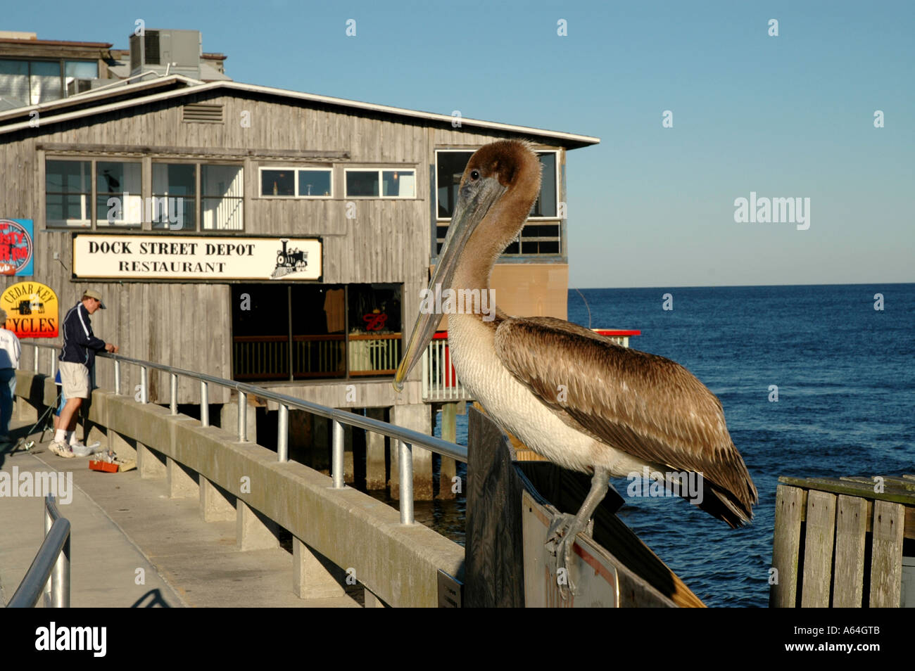 Cedar Key Florida Dock Street brown pelican Stock Photo - Alamy