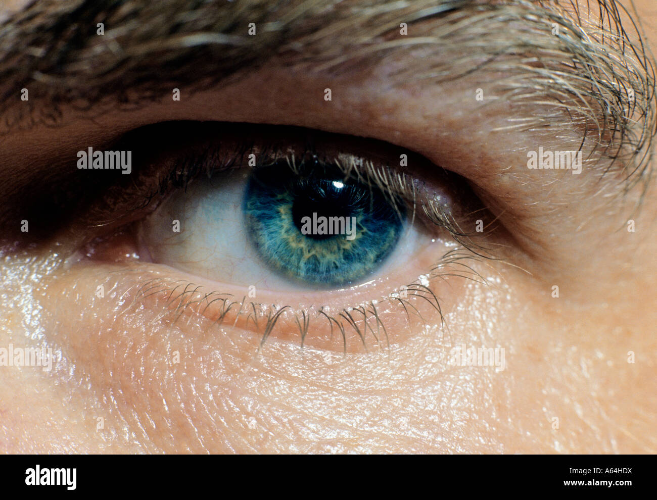 blue eye of man Stock Photo - Alamy