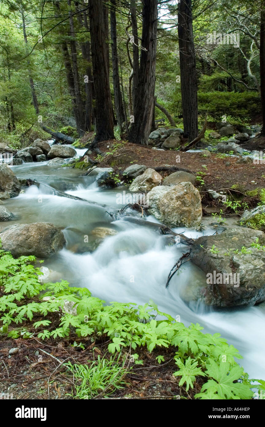 Water Flowing Over Rocks and Tree Roots Stock Photo - Alamy