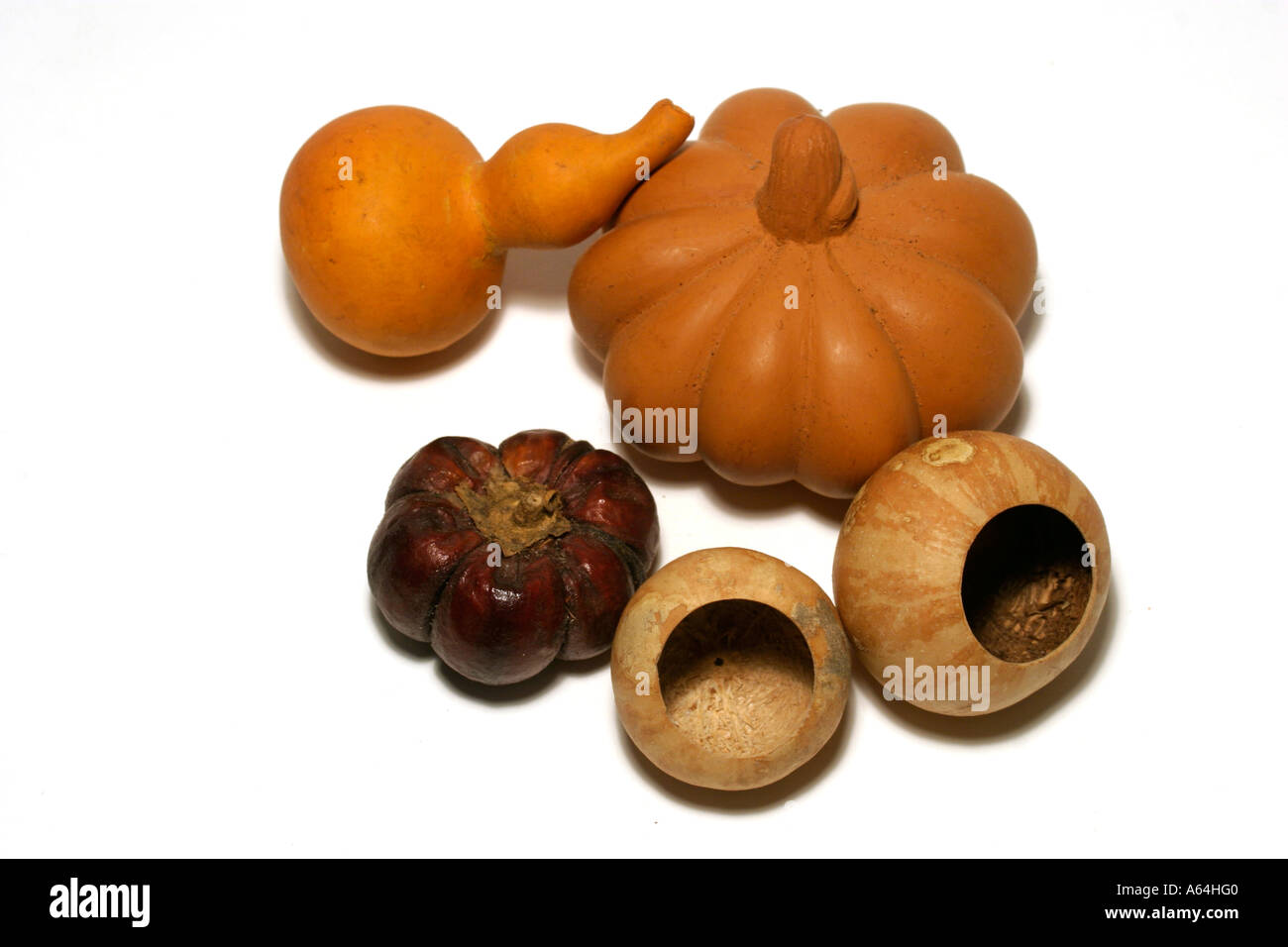 Dried gourds on a white background Stock Photo - Alamy