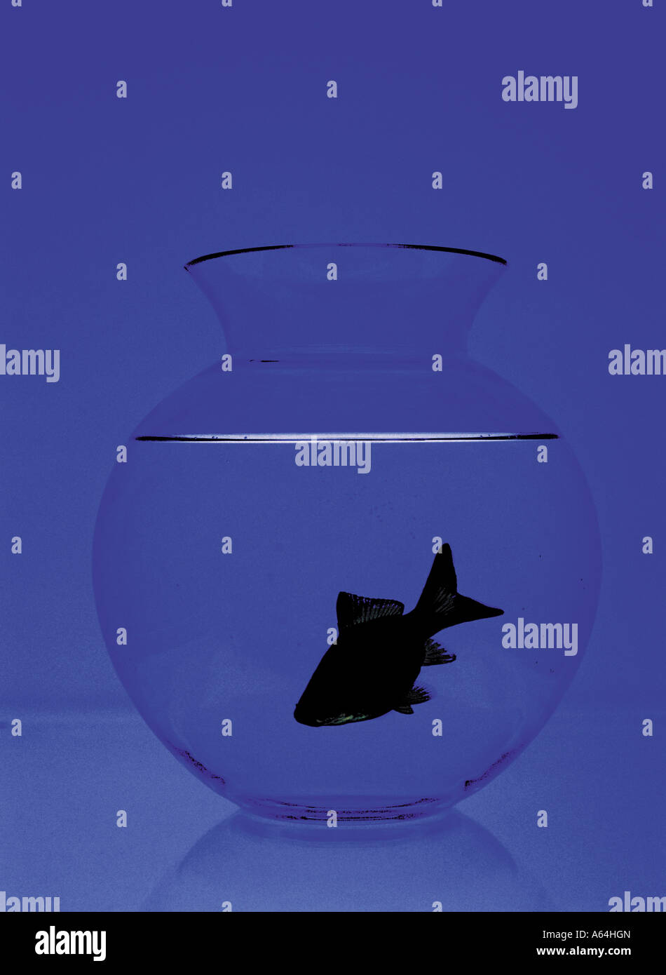 portrait of single goldfish in water bowl Stock Photo - Alamy