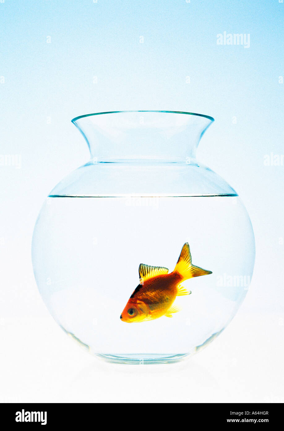 portrait of single goldfish in water bowl Stock Photo - Alamy