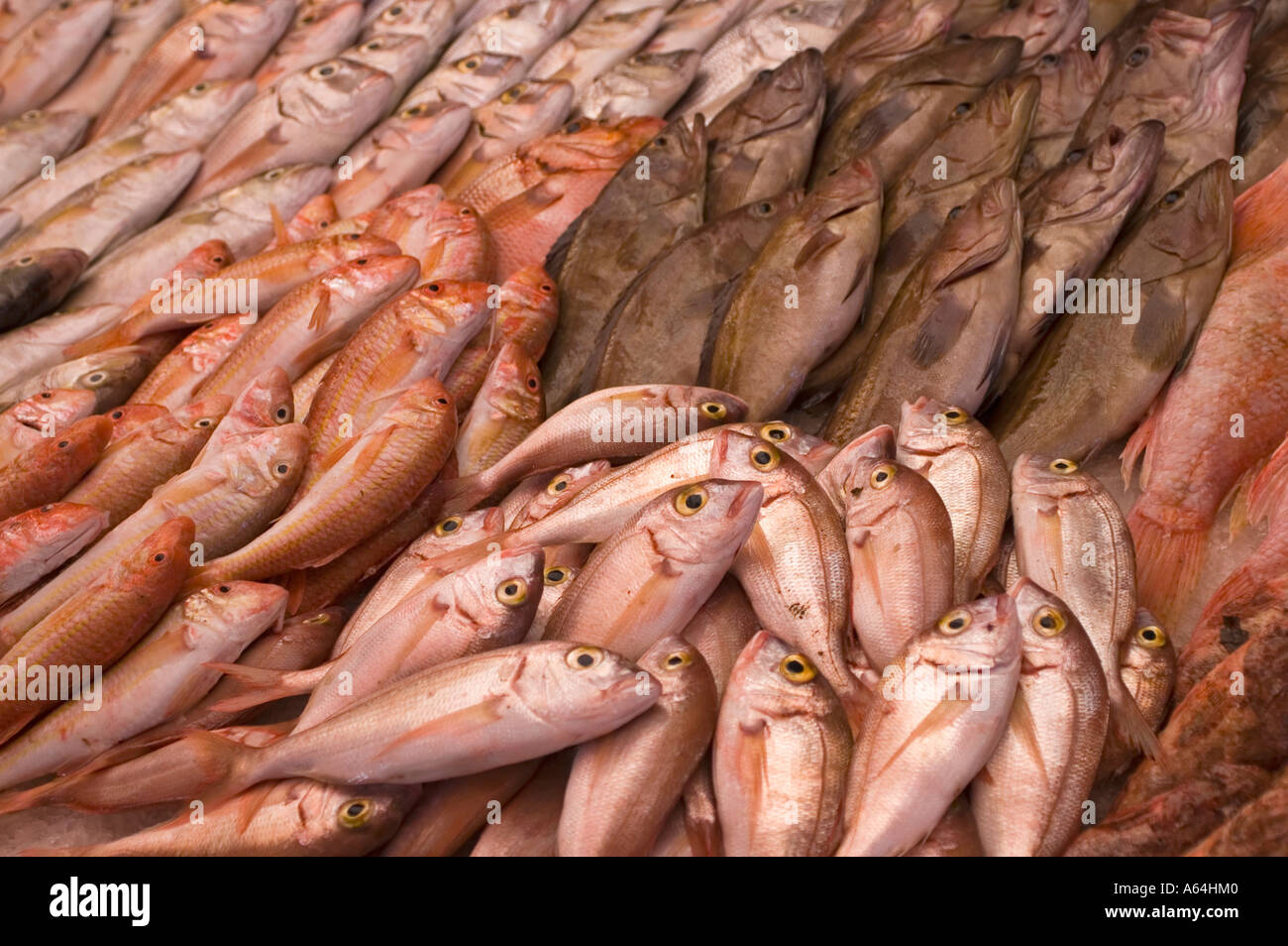 Fish market in Tripoli Stock Photo - Alamy