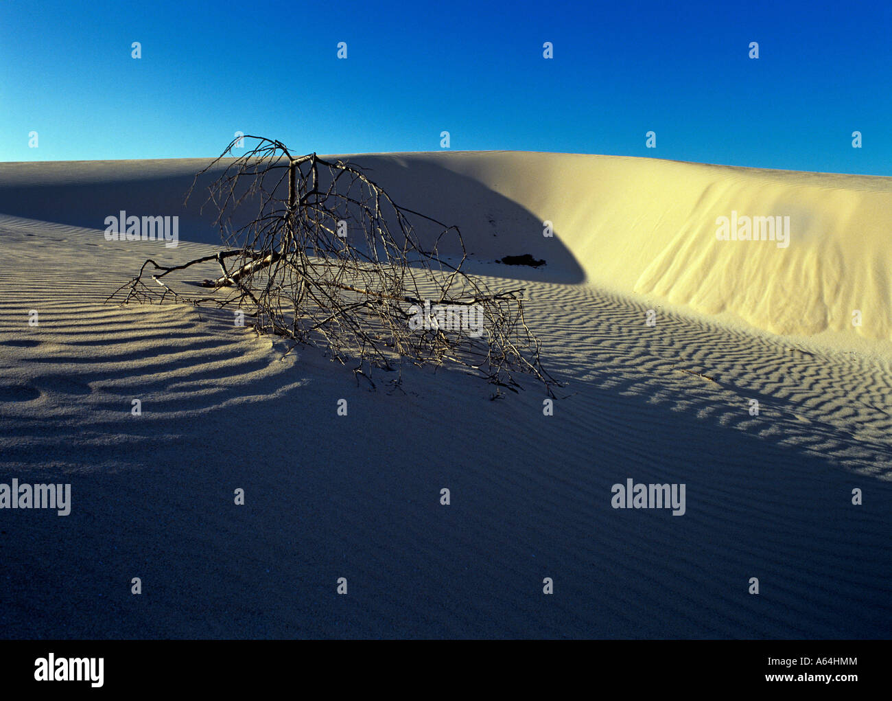 sand dunes at nature park reserve of parque natural de corralejo island ...