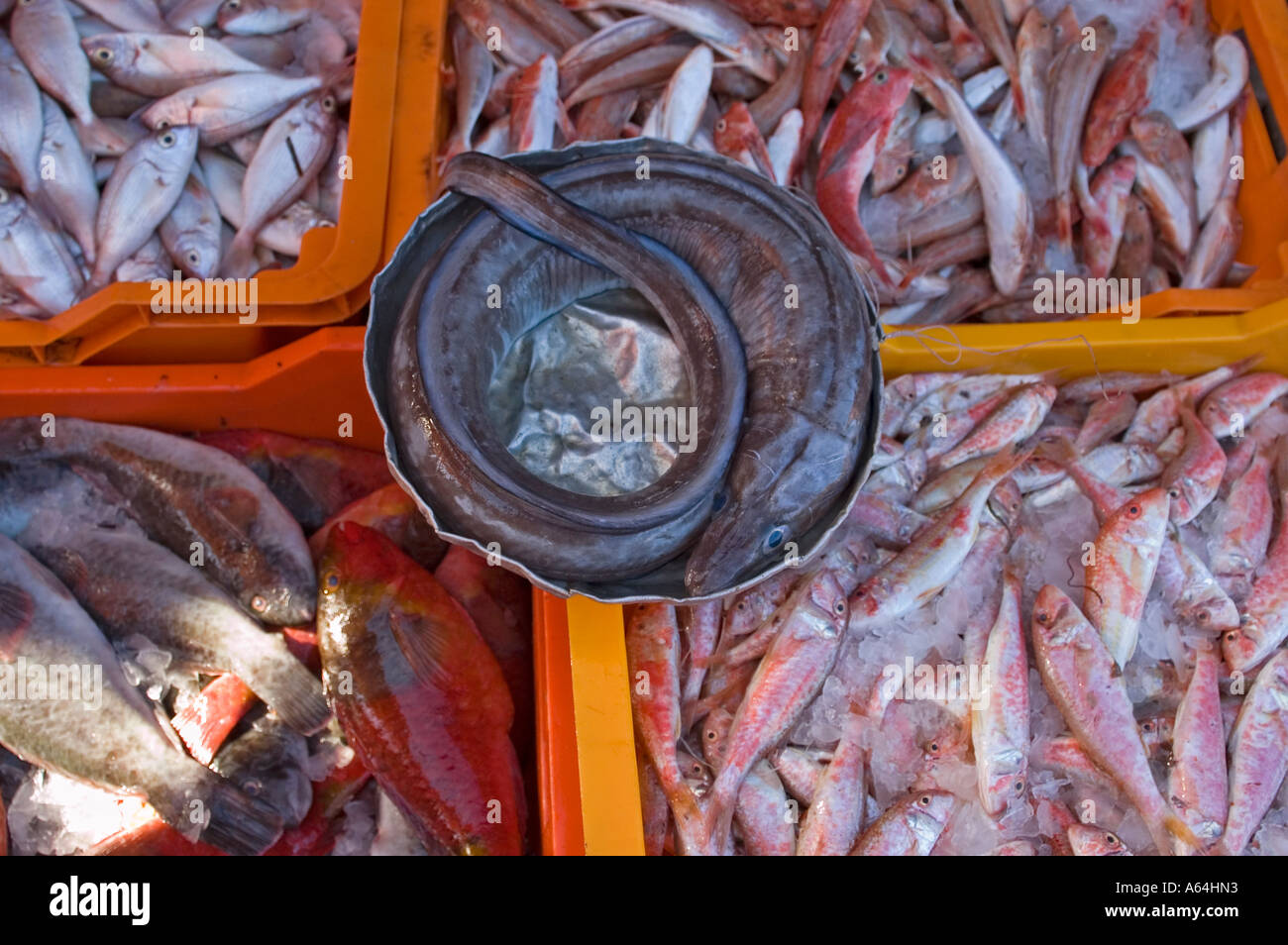 Fish market in Tripoli Stock Photo - Alamy