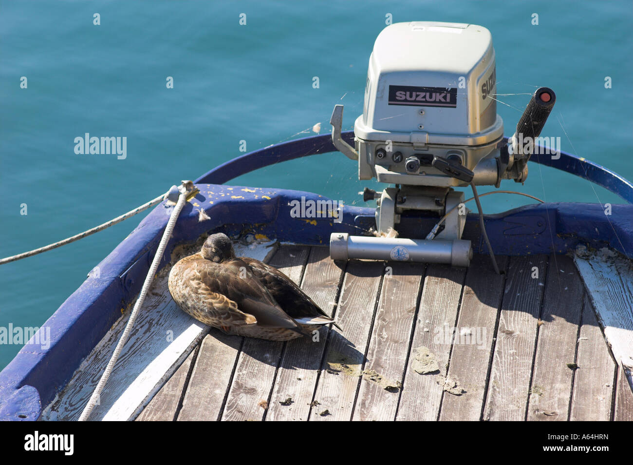 Mallard duck asleep on a small fishing boat Bardolino Lake Garda Italy ...