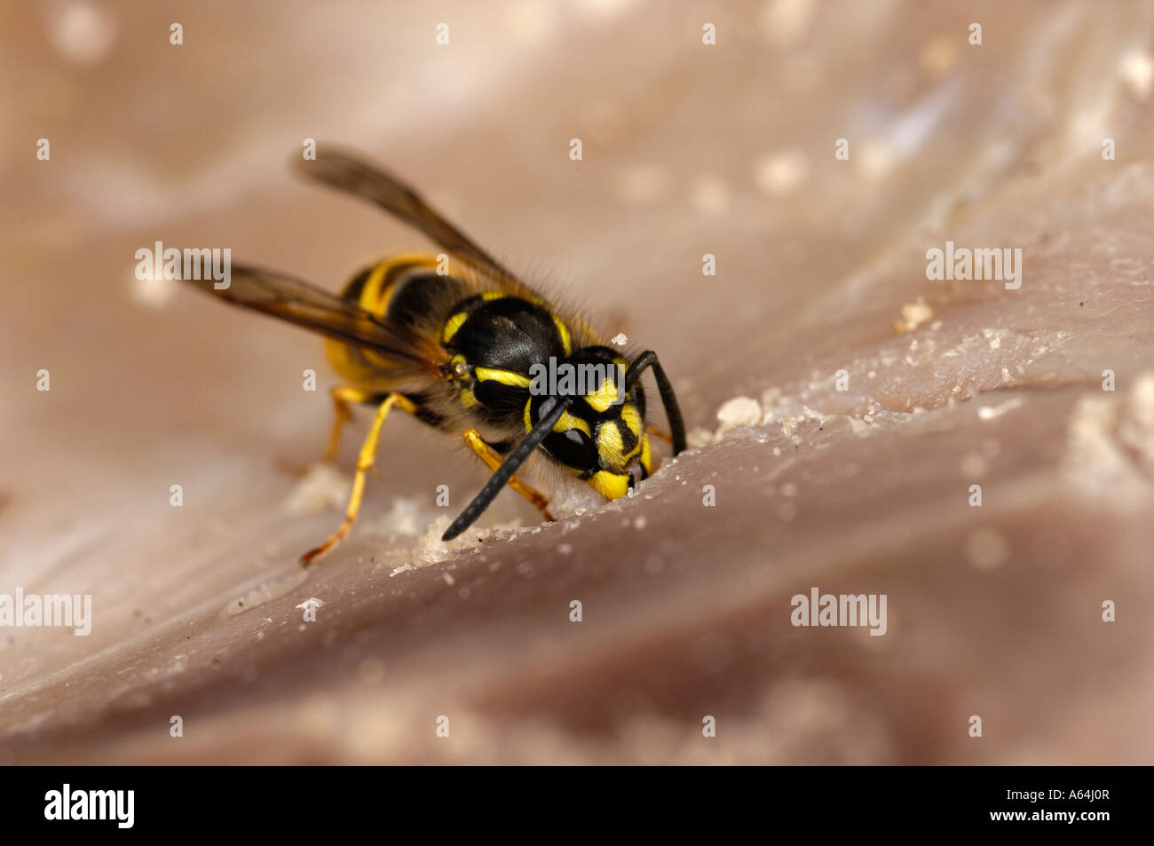 Wasp chewing ham rolling it into balls and flying off with it ...