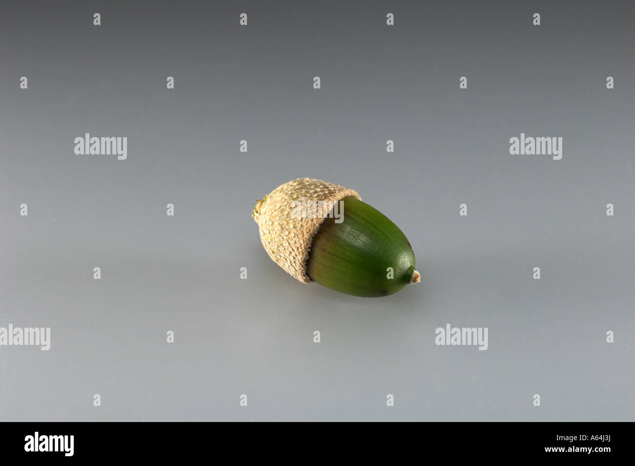 An acorn from an oak tree Stock Photo - Alamy