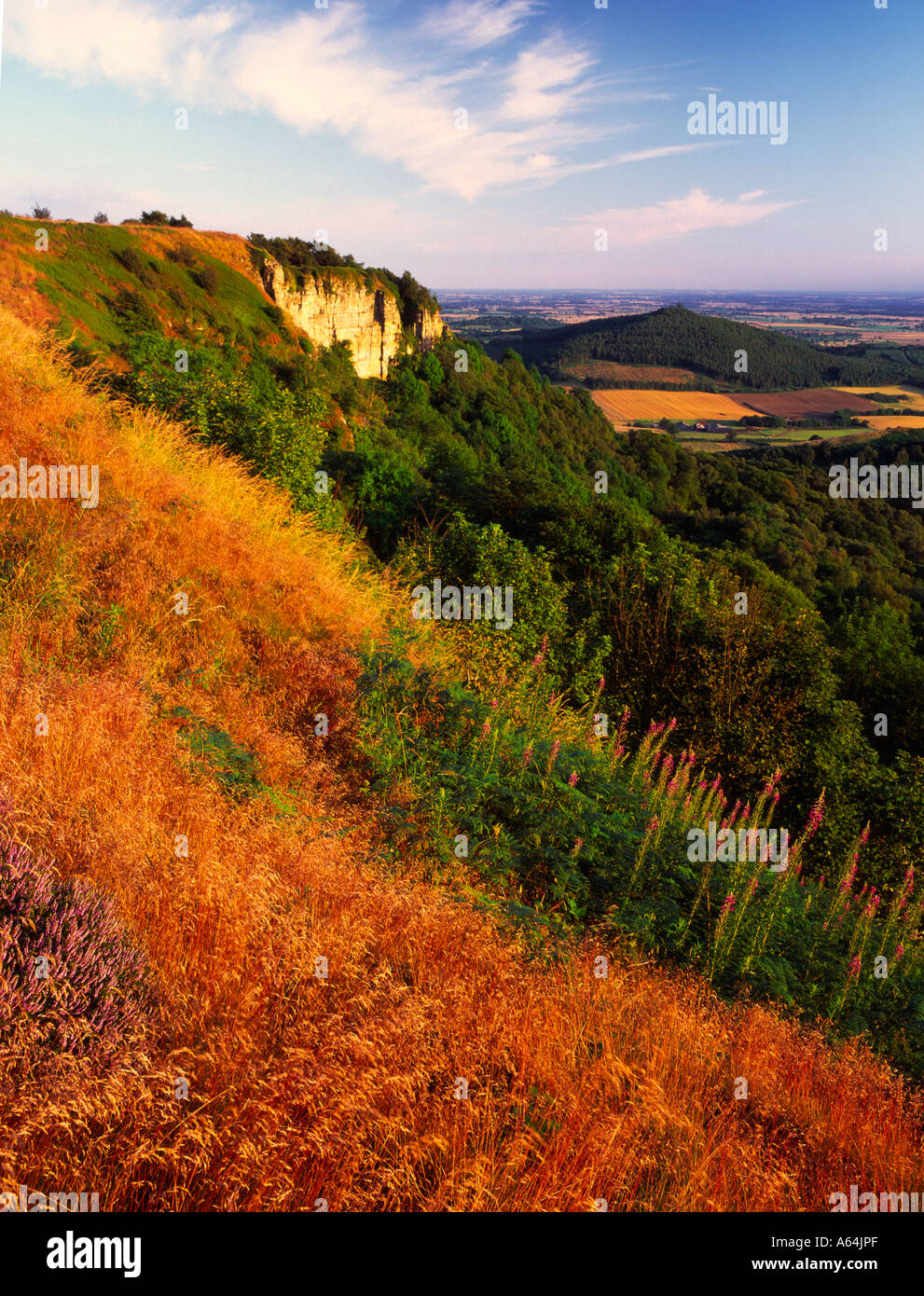 View South from Whitestone Cliff over Garbutt wood with Hood hill in ...