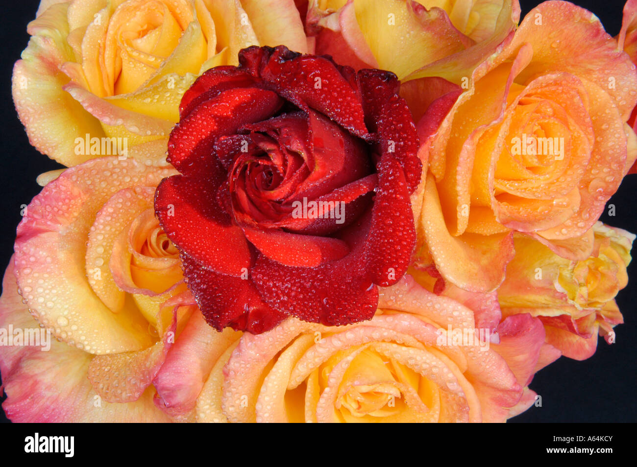 Bicolor flowers hi-res stock photography and images - Alamy