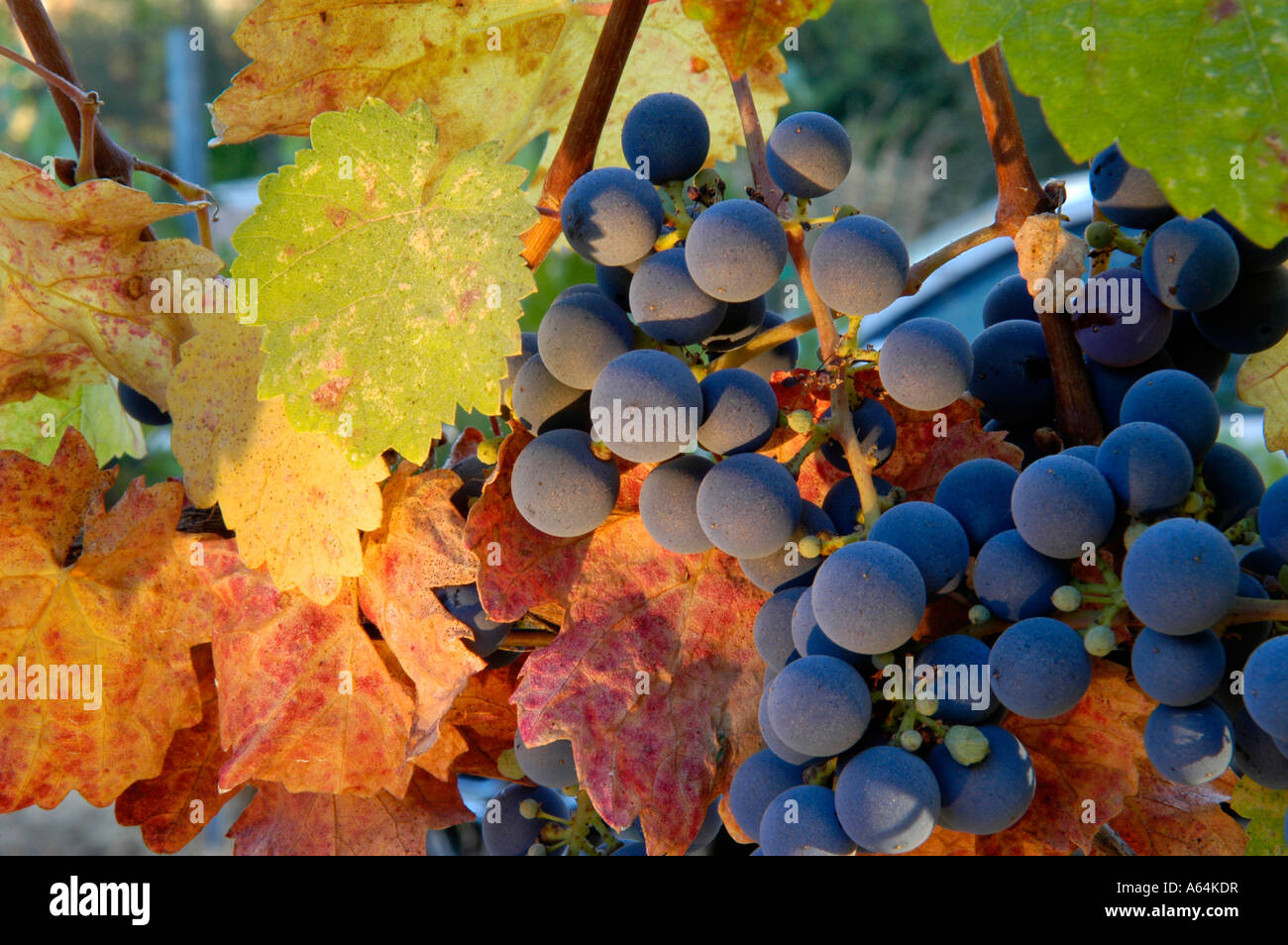 Merlot wine grapes at sunset Stock Photo - Alamy