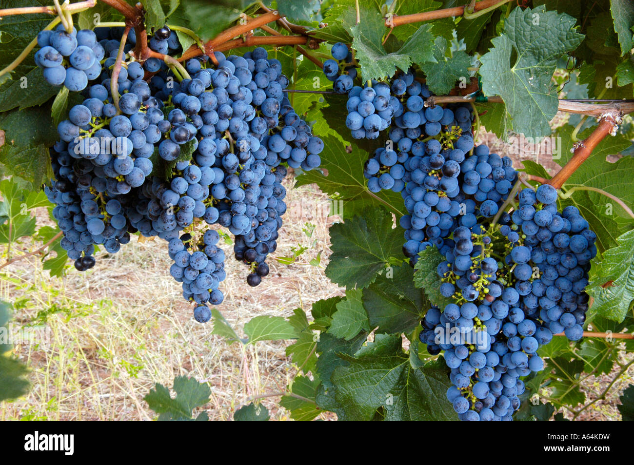 Merlot grapes on the vine Stock Photo - Alamy