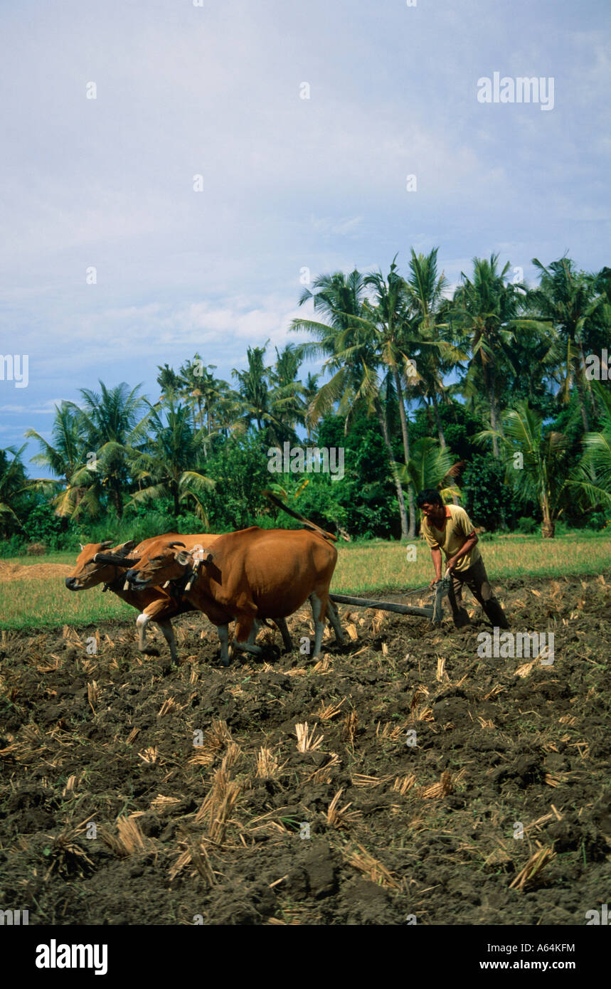 farmer ploughing rice field with water buffalos island of bali ...