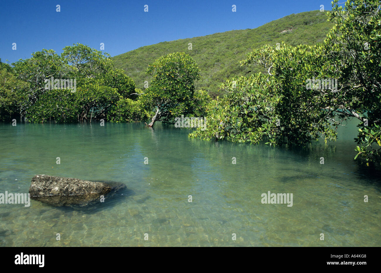 Mangroves on Hamilton Island, Whitsunday Islands, Great Barrier Reef ...