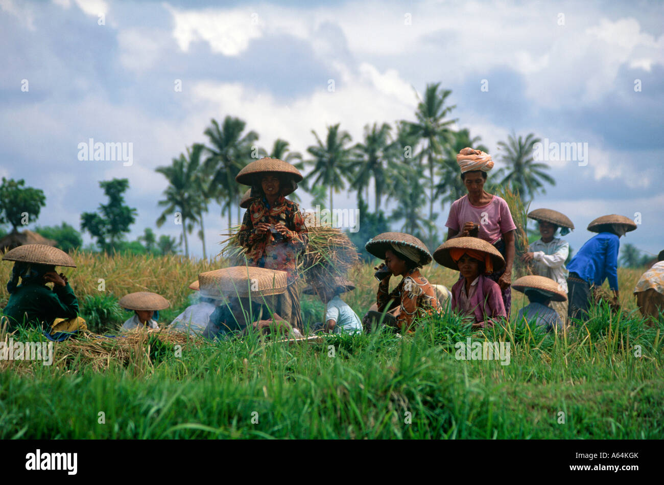harvest of rice island of bali indonesia Stock Photo - Alamy