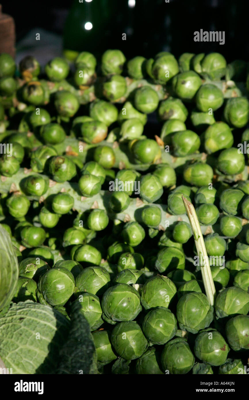 Brussel Spouts still on their stalks, forsale on a stall in farmer's ...