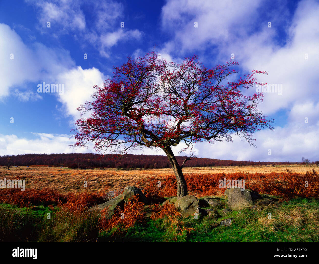 Rowan tree in Lawrence field on the Longshaw estate in the Peak ...